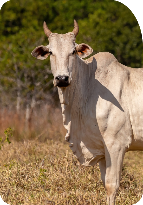 About – Silagreen Genetics